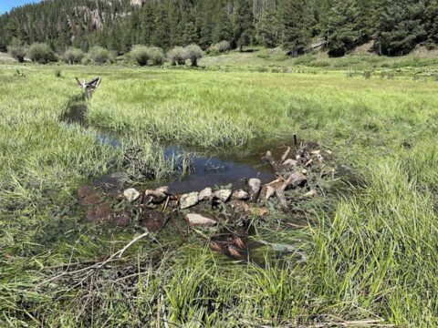 Rio Cebolla Restoration - Rio Grande Return