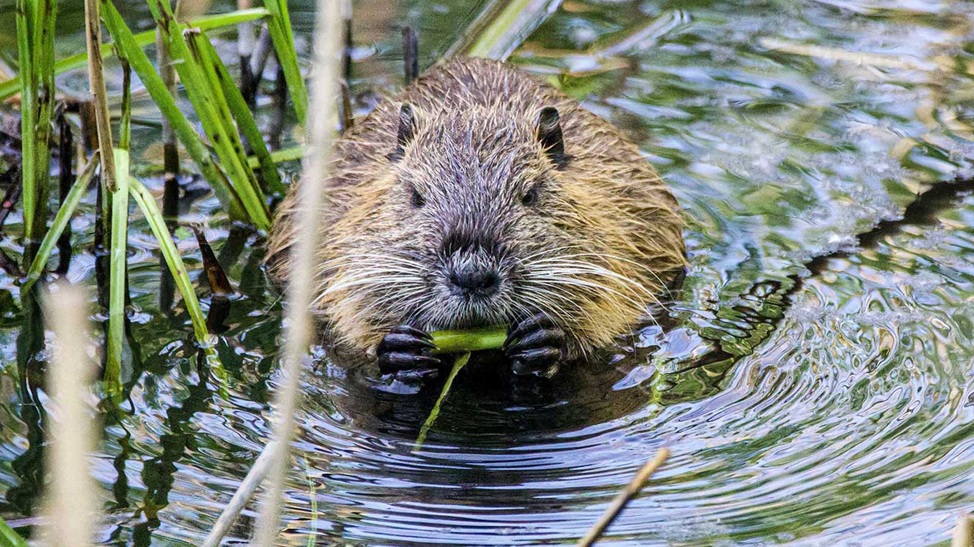 New Mexico Beaver Coalition - Rio Grande Return